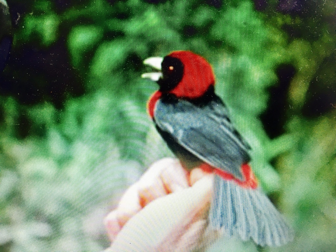 A Christmas tradition - Birmingham Audubon Society's 81st Annual ...
