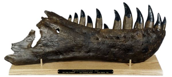 STAN Tyrannosaurus rex® Right Dentary – Display Replica – Black Hills ...