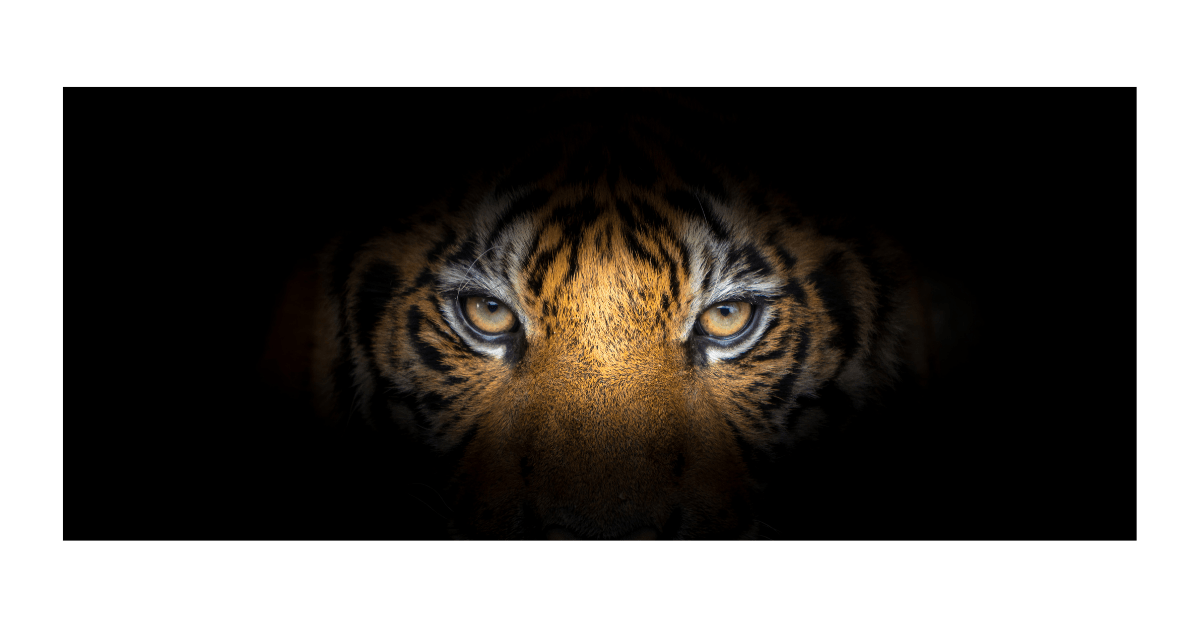 3 Essentials of Tiger-Lean Writing - Big Green Pen