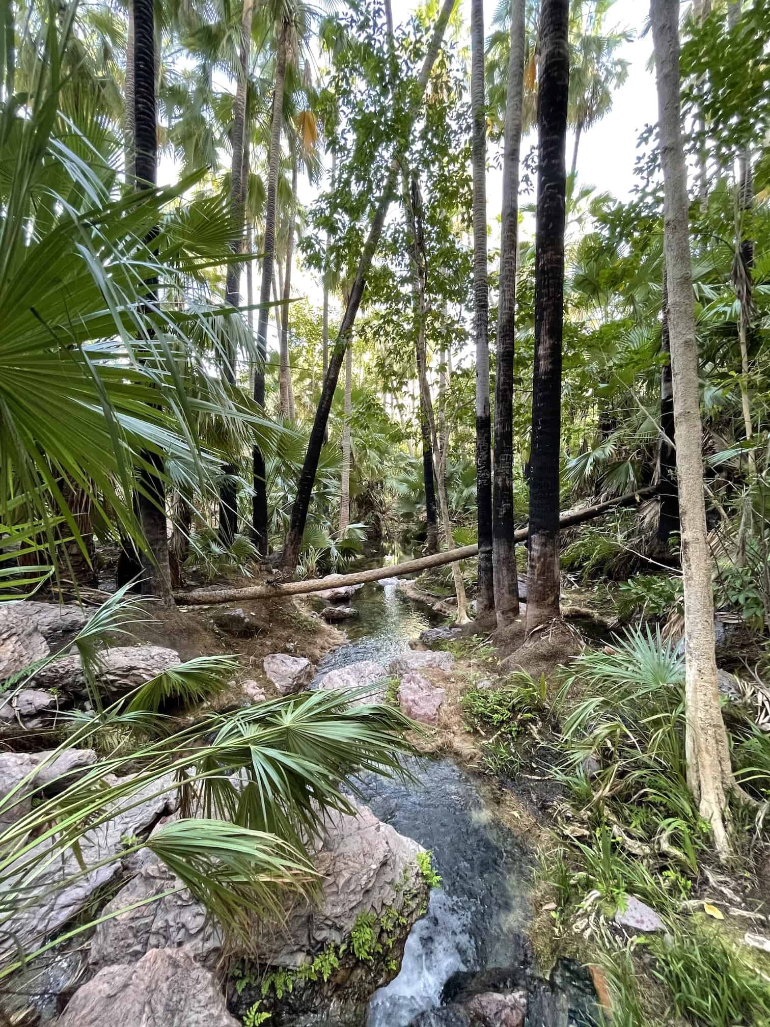 Zebedee Springs – Big Oz Explorers