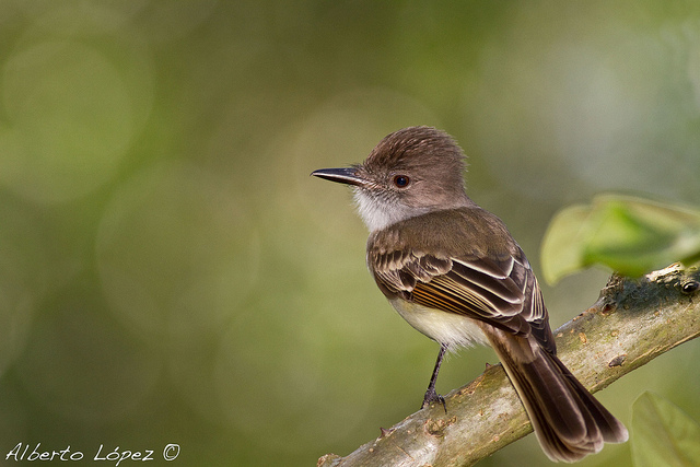 De pitirres, coquíes y la onomatopeya caribeña | Biodiversidad de ...