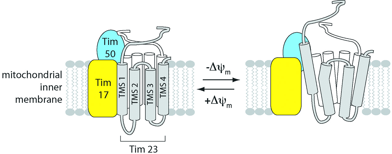 Peering into the Protein Pathways of a Cell