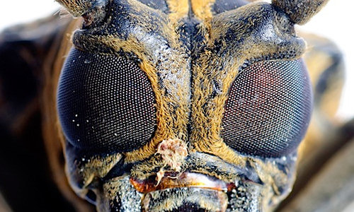 Insect Nervous System Copied To Boost Computing Power