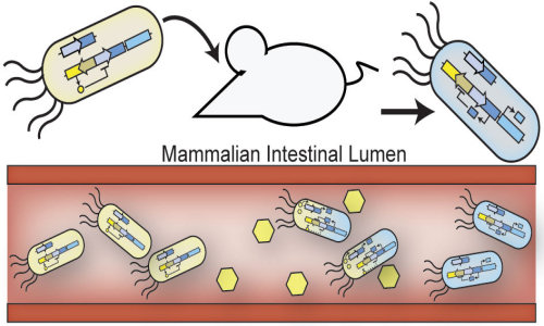 Bioengineered bacteria sense, remember, and report on their experience in