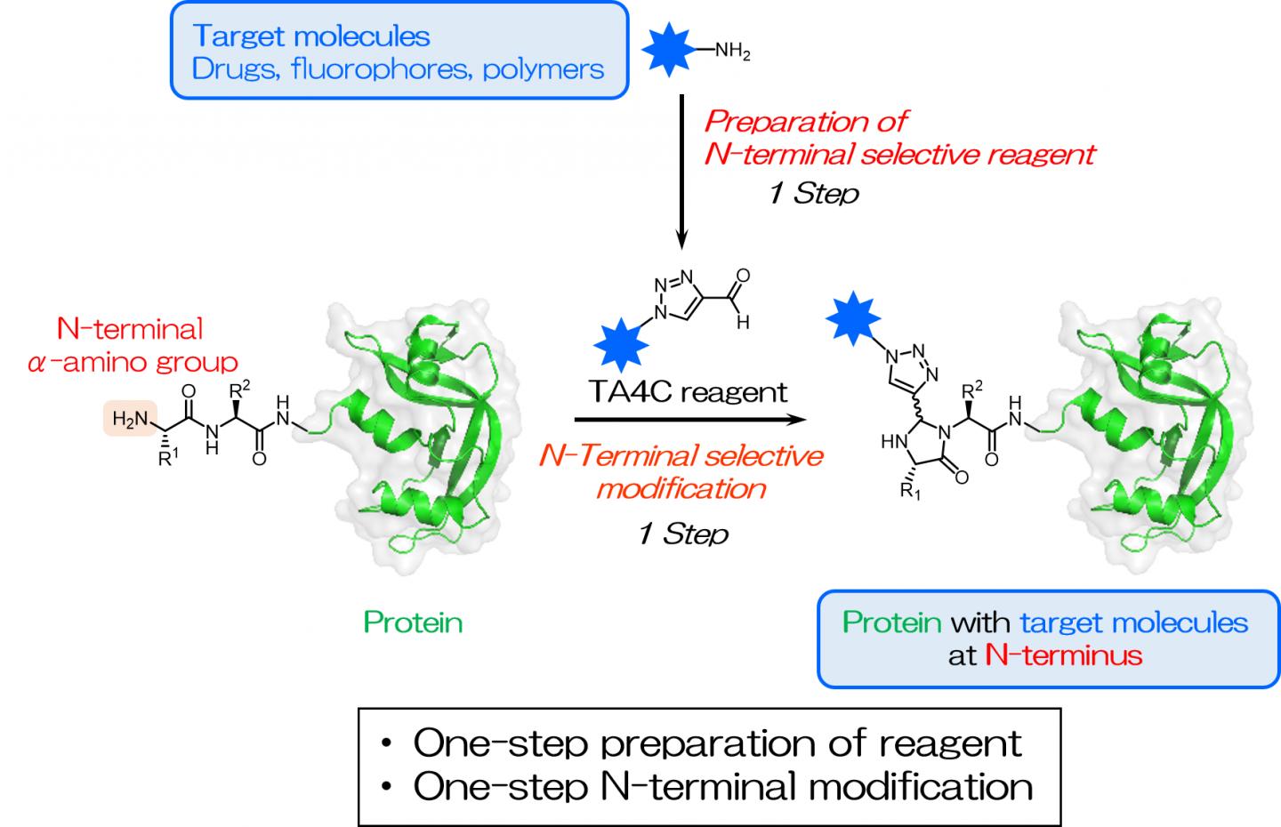 Simple N Terminal Modification Of Proteins