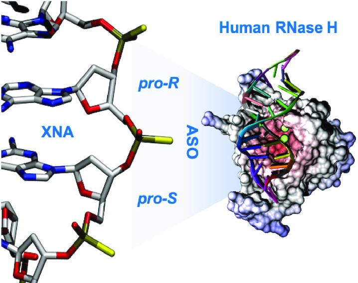 RNA-binding molecules – BioExcel – Centre of Excellence for Computation ...