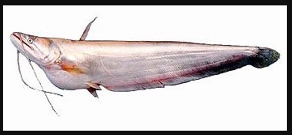 Some facts of Helicopter Catfish - Biohavoc
