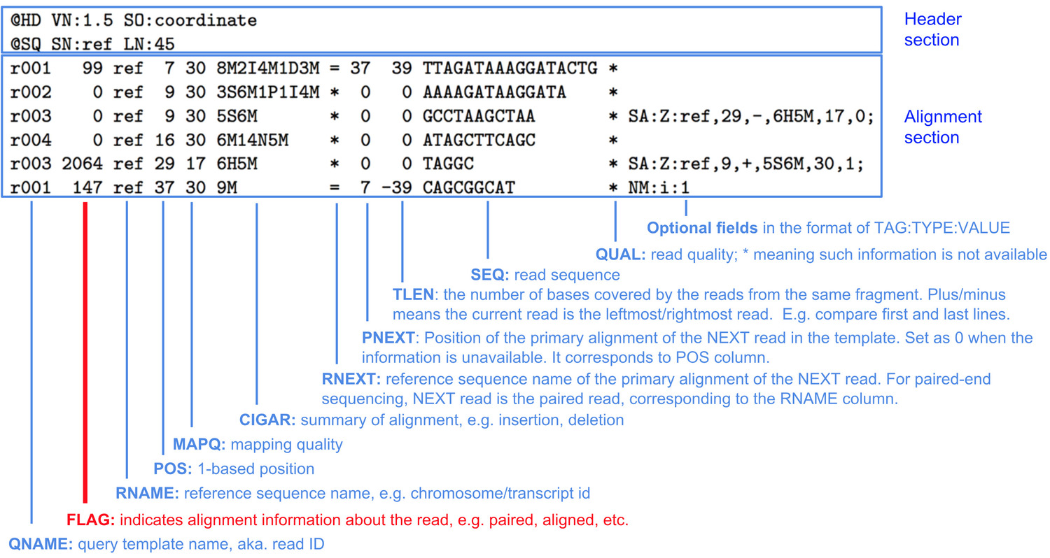 SAM & BAM - BIOINFORMATICAMENTE