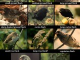 Darwin Natural Selection Biology Junction
