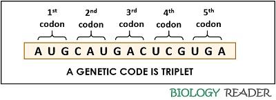 What Are Genetic Codons Definition Key Terms Chart Properties