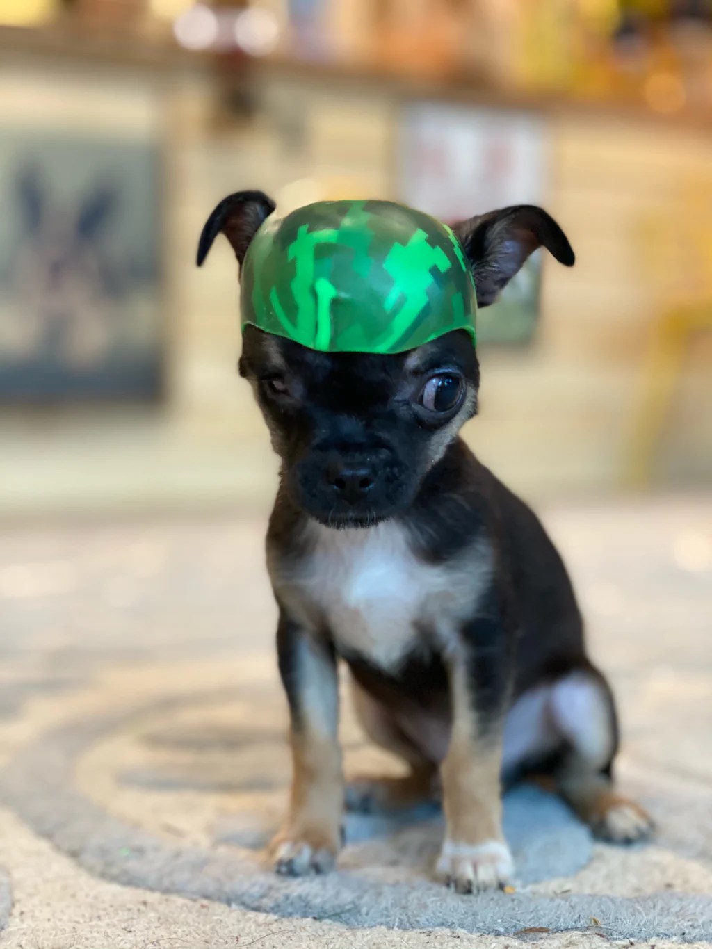 Helmets Bionic Pets