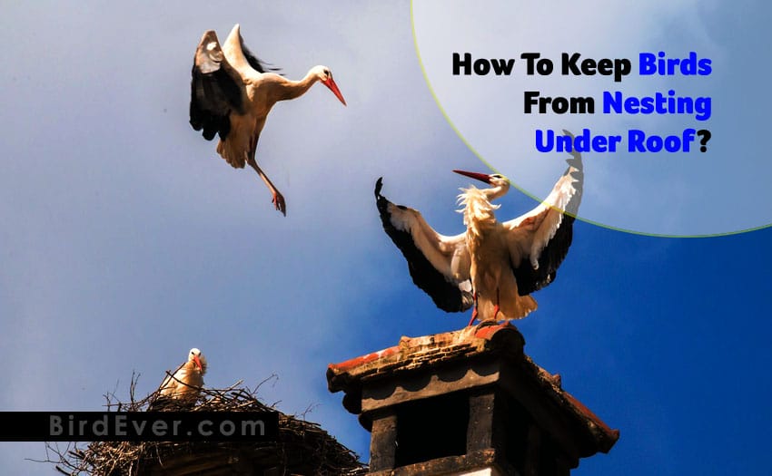 How To Keep Birds From Nesting Under Roof? | 10 Proven Methods