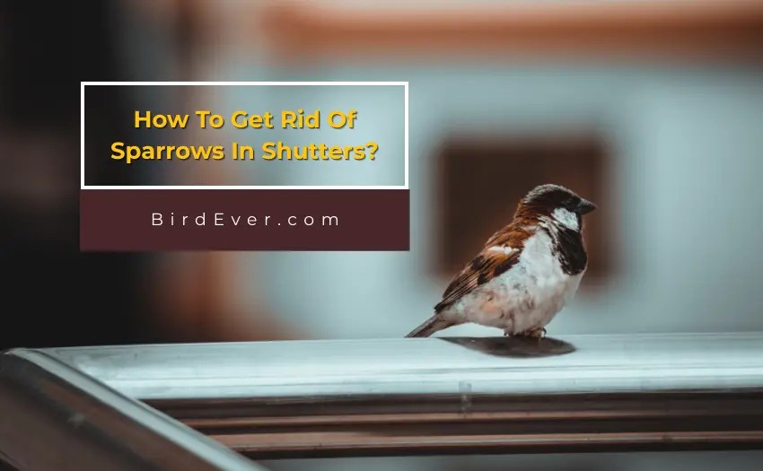 How To Get Rid Of Sparrows In Shutters? 6 Easy Ways To Try