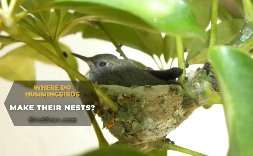 Where Do Hummingbirds Make Their Nests? 7 Best Nest Sites