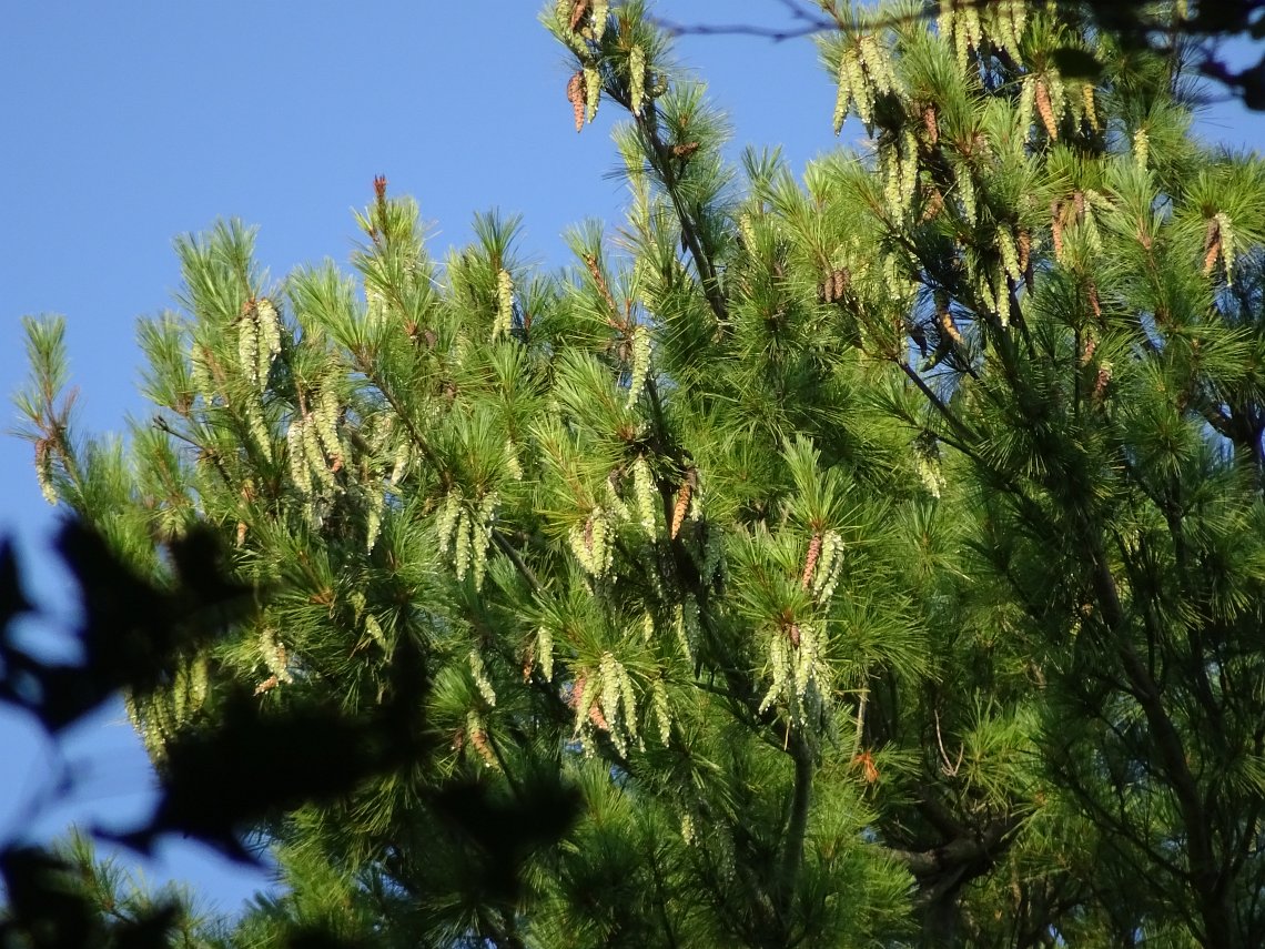 Pinus strobus - Bird Gardens