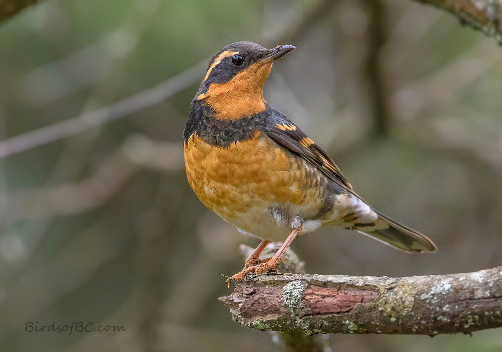 Varied Thrushes - Birds of BC