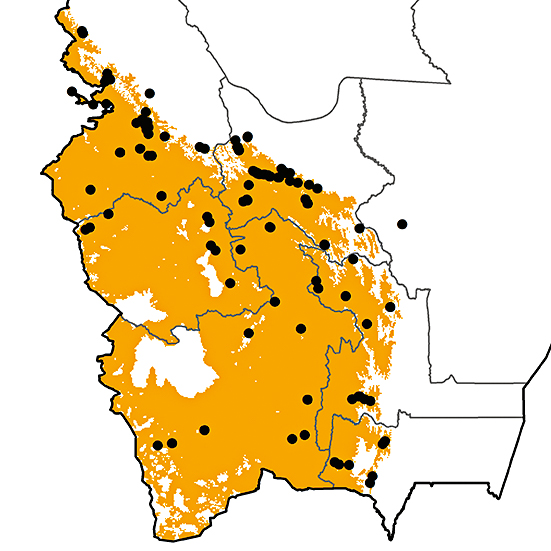 Colaptes rupicola – Birds of Bolivia