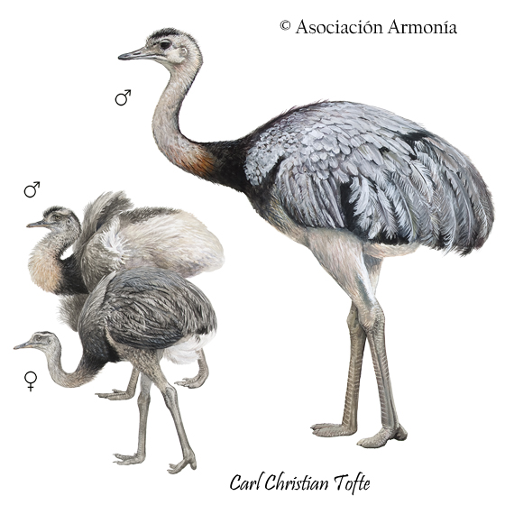 Greater Rhea (Rhea americana) – Birds of Bolivia