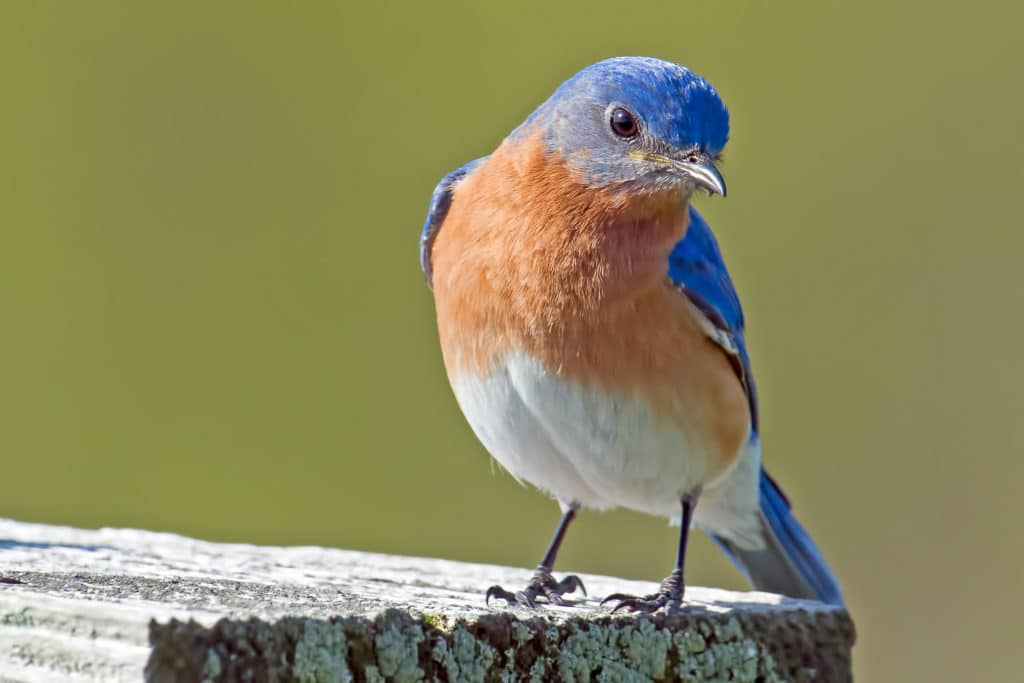Bluebird Houses: The Definitive Guide (7 FREE Plans!) - Bird Watching HQ