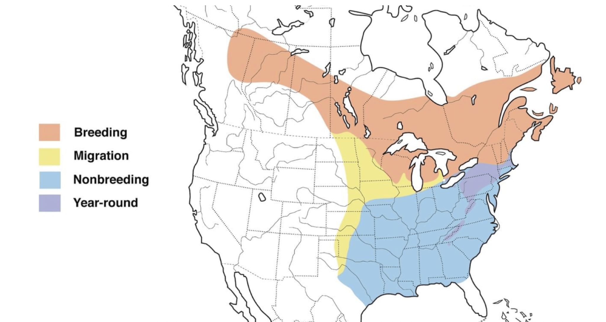 The 10 Wren Species in the United States! (ID Guide) - Bird Watching HQ