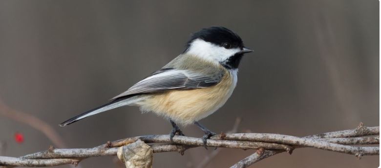 Types of Chickadees in Washington! (4 species) - Bird Watching HQ