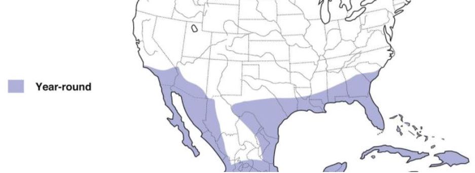 7 Doves (& Pigeons) That Live In California! - Bird Watching HQ
