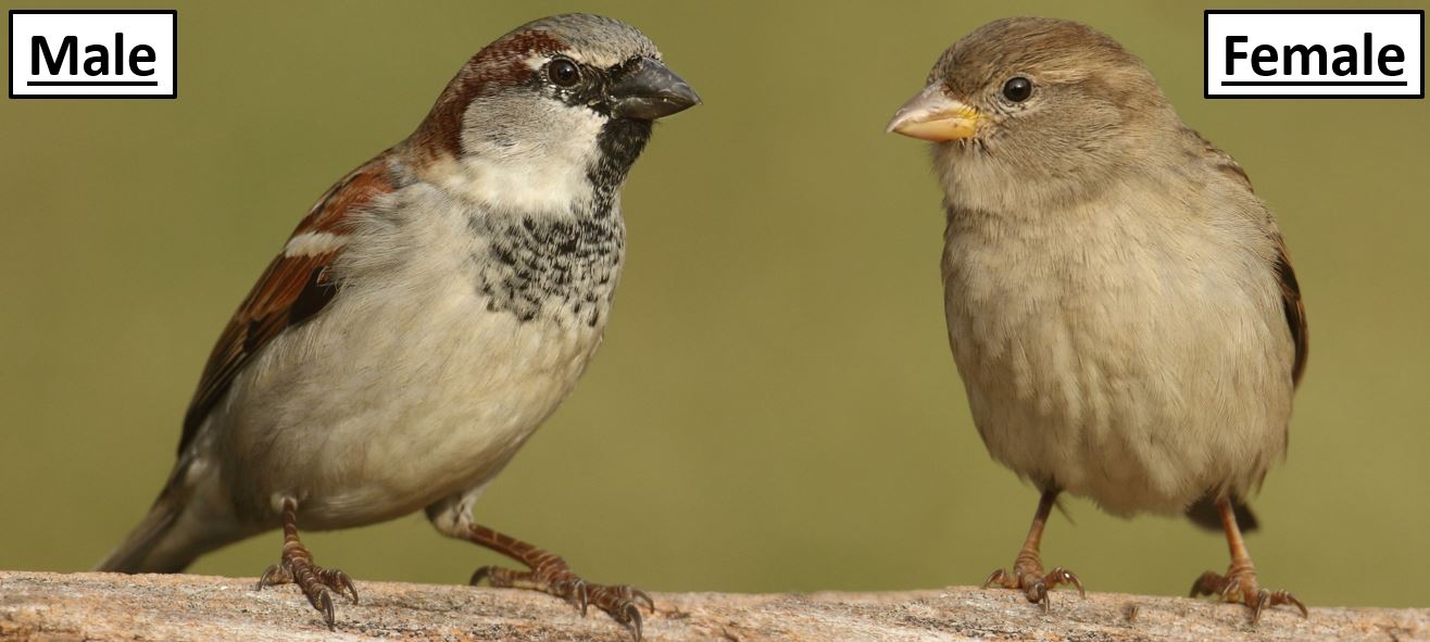 17 BROWN Birds Common in the United States (2022) - Bird Watching HQ