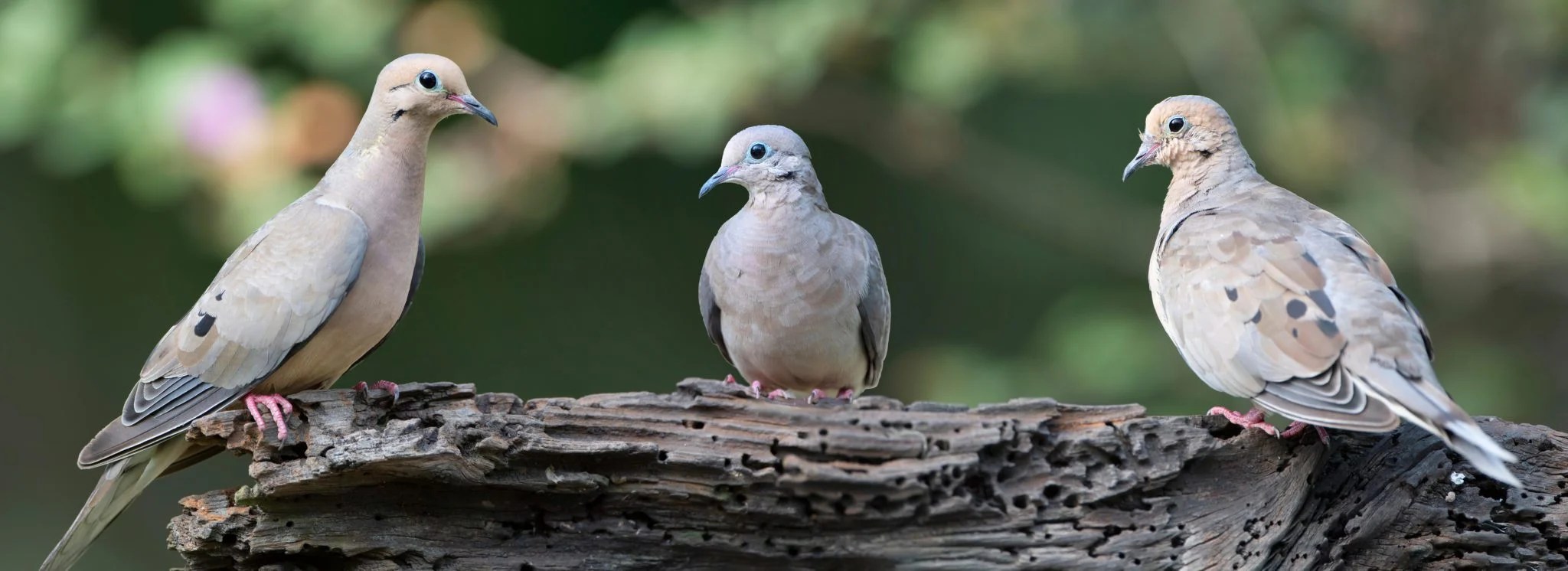7 Doves (& Pigeons) That Live In The United States! - Bird Watching HQ