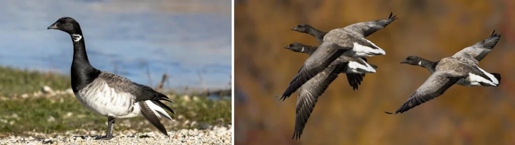 Geese and Swans Found in Rhode Island! (7 species) - Bird Watching HQ