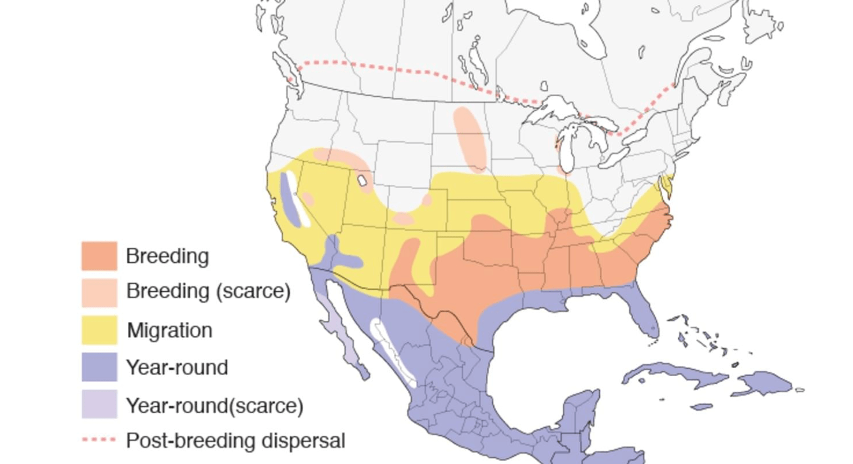 Types of Herons in Texas! (11 species) - Bird Watching HQ