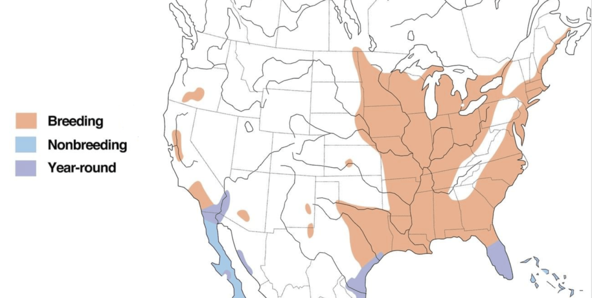 Types of Herons in Texas! (11 species) - Bird Watching HQ