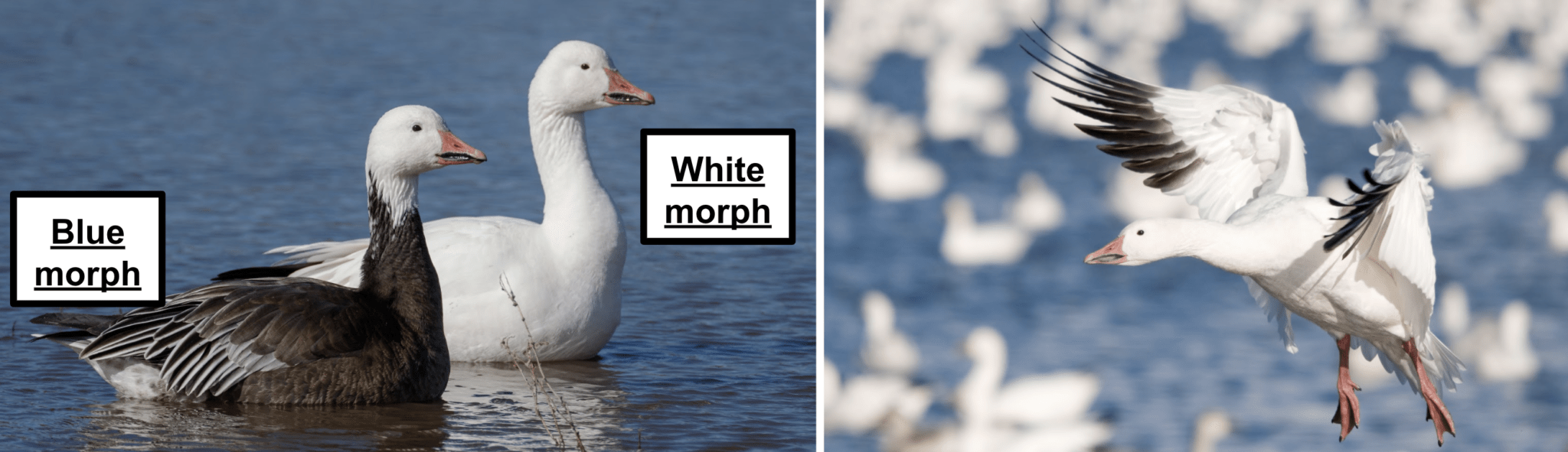 10 Birds That Are WHITE in Michigan! (ID Guide) - Bird Watching HQ