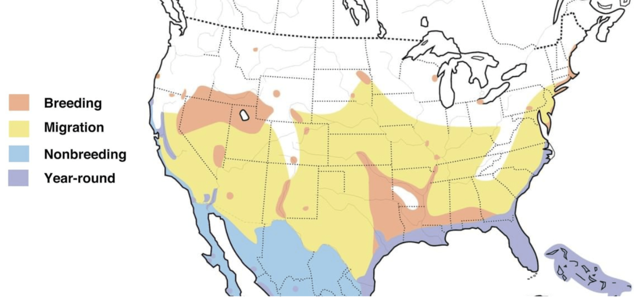 Types of Herons in Texas! (11 species) - Bird Watching HQ