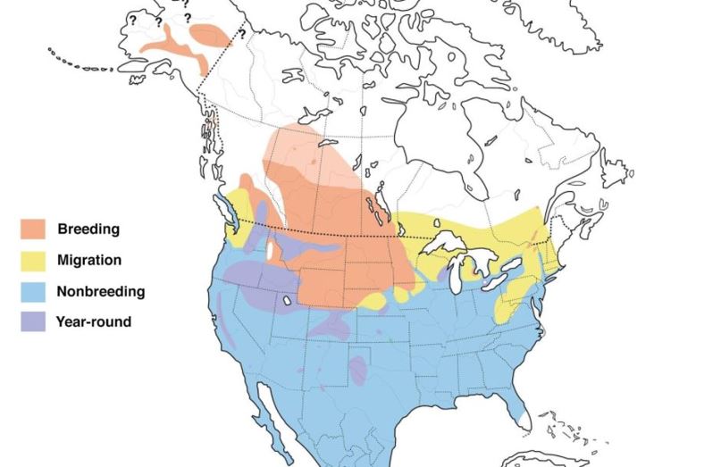 20 Types of Ducks Found in Kansas! (ID Guide) - Bird Watching HQ