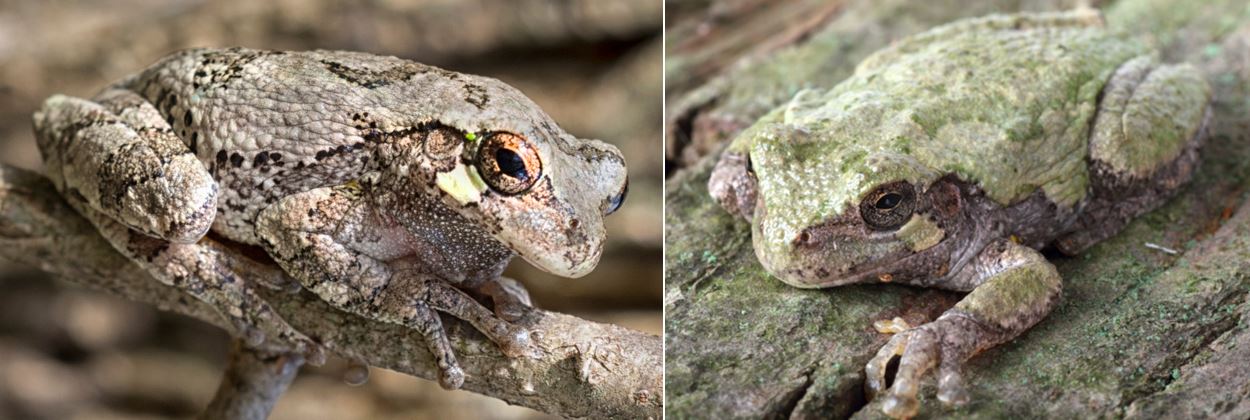 16 Types of Tree Frogs Found in the USA! (ID Guide) - Bird Watching HQ