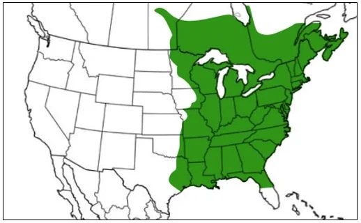 10 Types of Frogs Found in Michigan! (ID Guide) - Bird Watching HQ