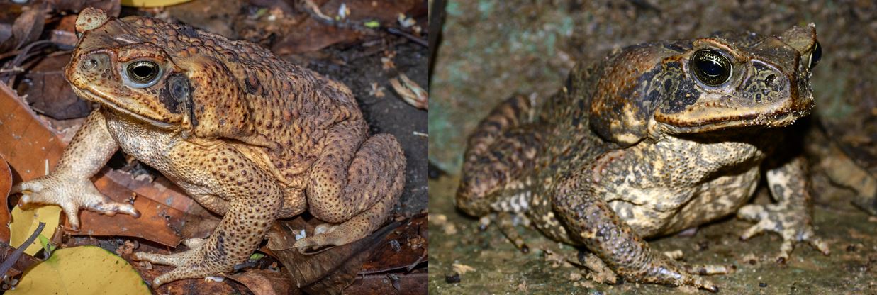 14 Types of Toads Found in Texas! (ID Guide) - Bird Watching HQ