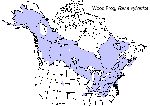 6 Types of Frogs Found in Colorado! (ID Guide) - Bird Watching HQ