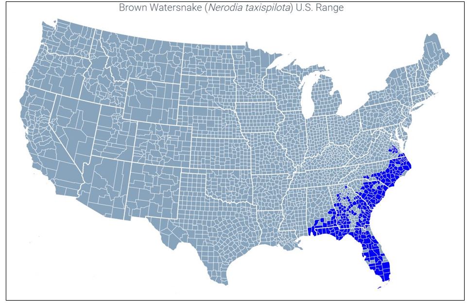 10 Types of Water Snakes Found in Alabama! (ID Guide) - Bird Watching HQ