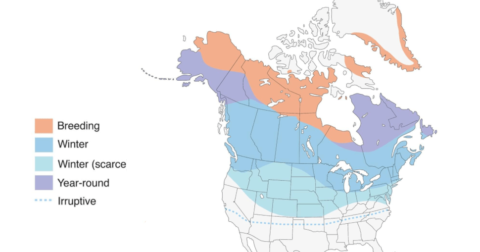 10 Types of Red Birds Found In Colorado! (ID GUIDE) - Bird Watching HQ