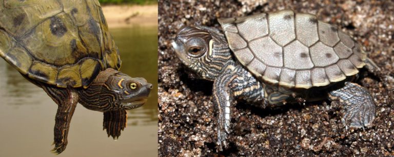 16 Types of Turtles Found in Oklahoma! (ID Guide) - Bird Watching HQ