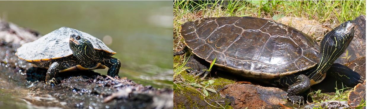 14 Types of Turtles Found in Kentucky! (ID Guide) - Bird Watching HQ