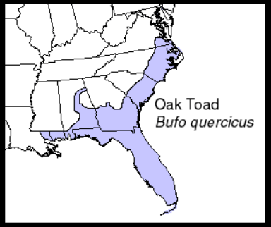 6 Types of Toads Found in Georgia! (ID Guide) - Bird Watching HQ