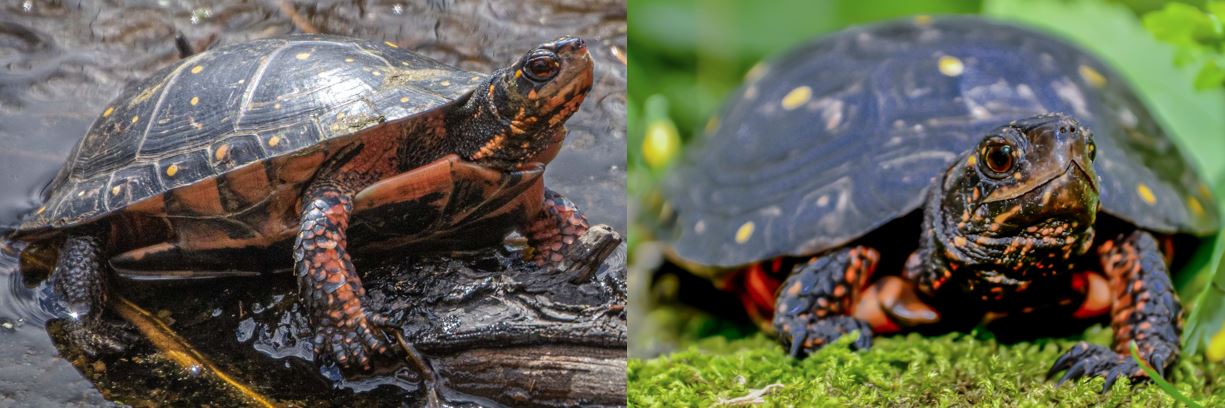 22 Types of Turtles Found in Virginia! (ID Guide) - Bird Watching HQ