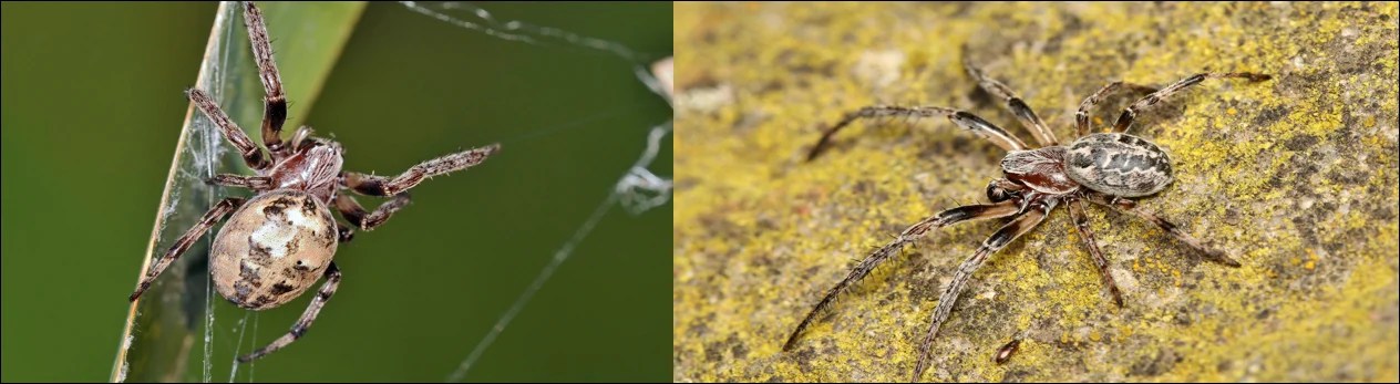 The 17 Common Spiders Found in Alberta! (ID Guide) - Bird Watching HQ