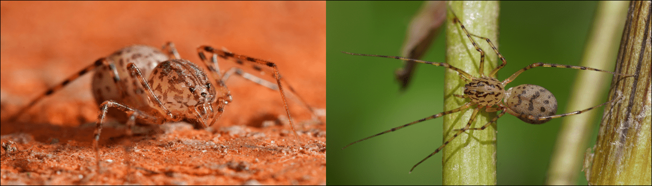 The 17 Common Spiders Found in Ontario! (ID Guide) - Bird Watching HQ