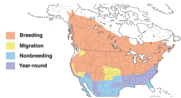 5 BROWN Birds Common in Alaska! (2022) - Bird Watching HQ