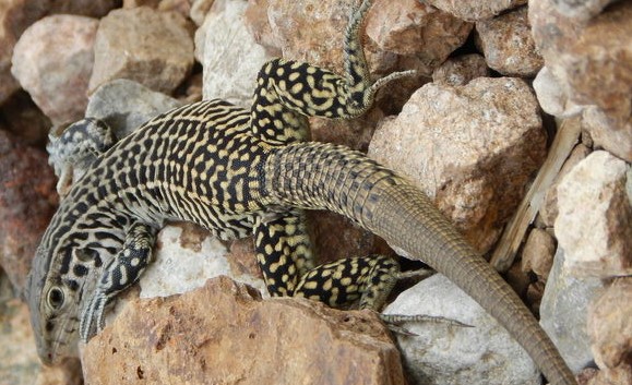 14 Types of Whiptail Lizards in New Mexico! (ID Guide) - Bird Watching HQ
