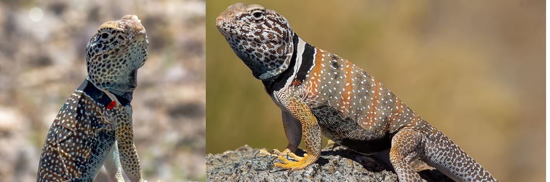 3 Collared Lizards Found in Arizona! (ID Guide) - Bird Watching HQ