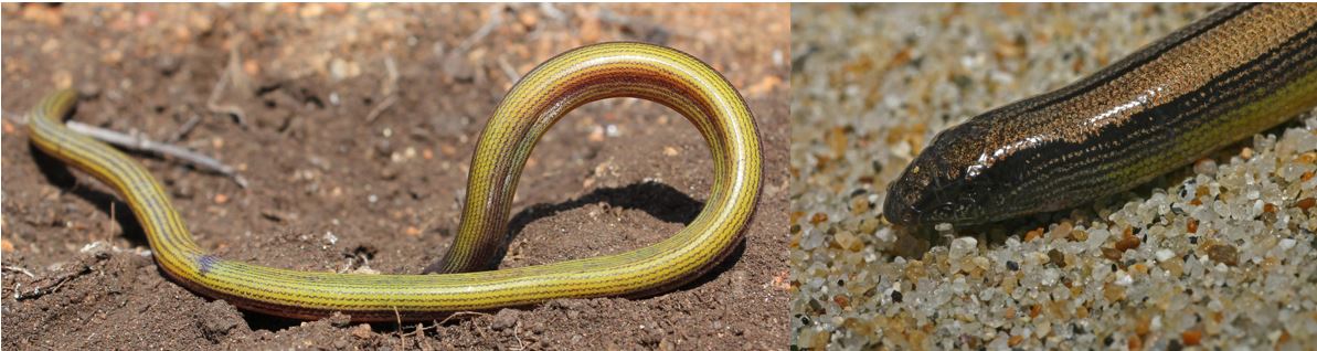 6 LEGLESS Lizards in the United States! (ID Guide) - Bird Watching HQ